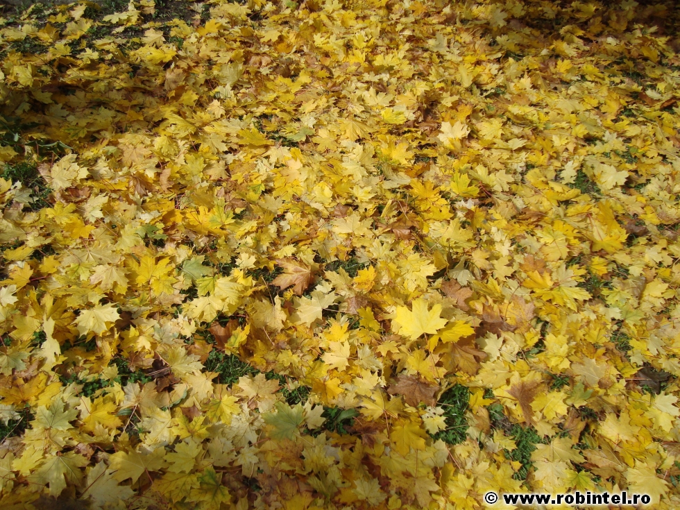 Poze frumoase de toamnă | Robintel
