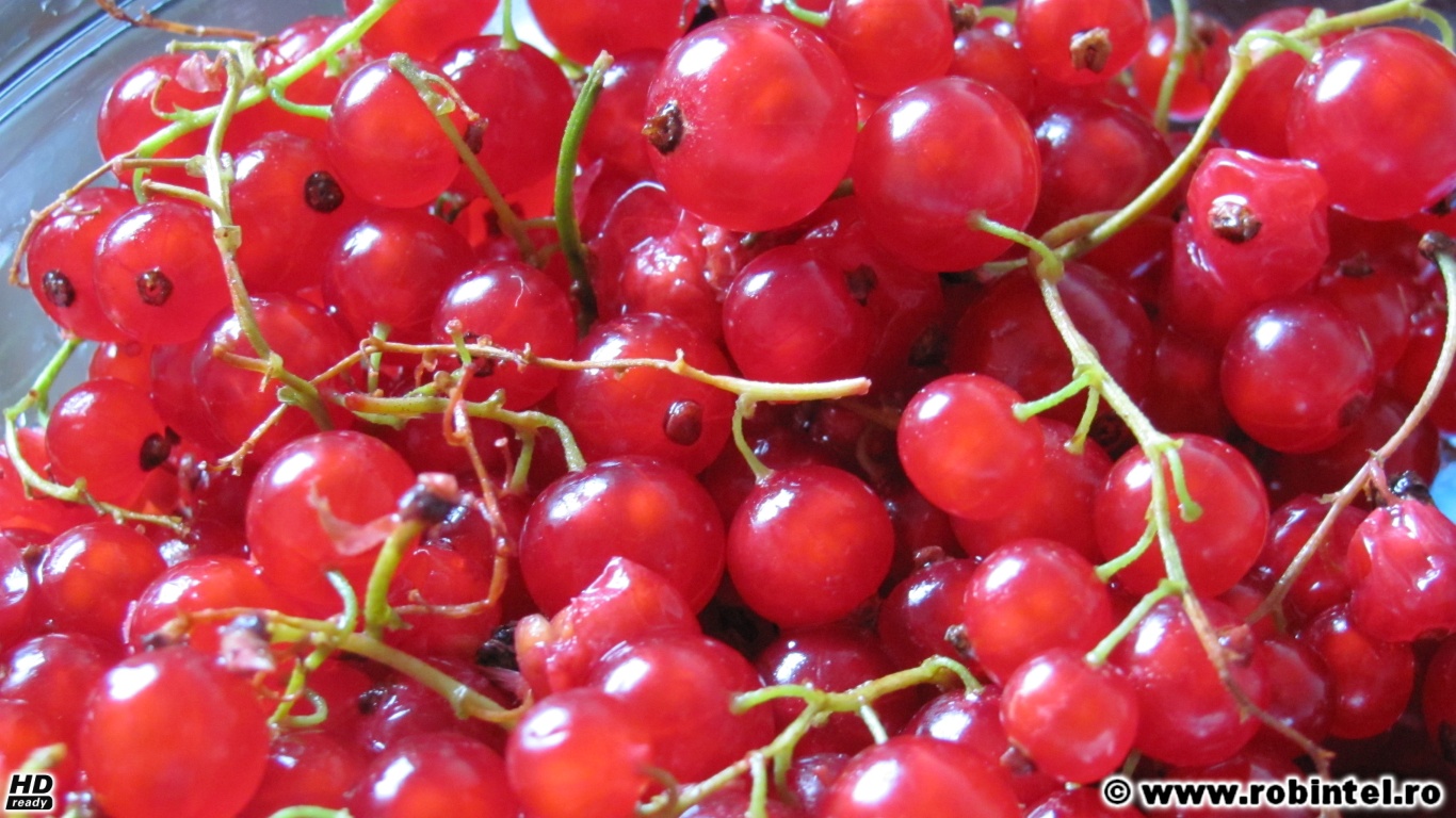Strugurei | Robintel